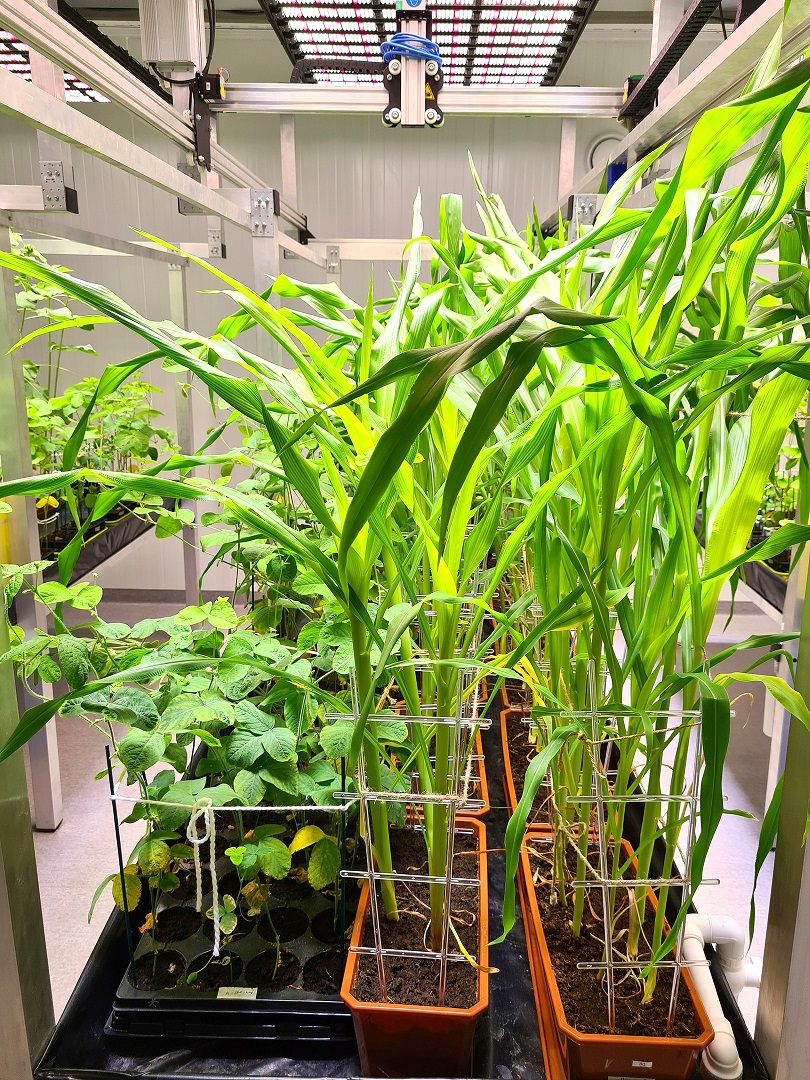 Growing Plants Chambers